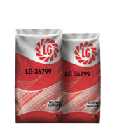 LG 36799 | Produtos | LG SEMENTES